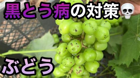 ぶどうの黒とう病対策感染爆発する前にできること2023 06 29 YouTube