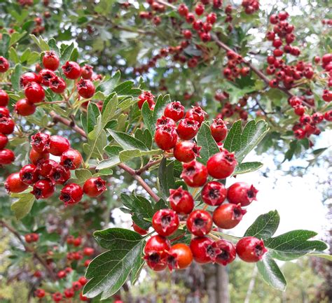Crataegus Monogyna Common Hawthorn