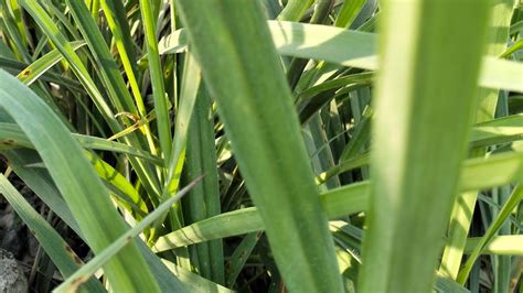 মাশআল্লাহ অনেক সুন্দর বিছা।💝 মালয়েশিয়ার জংগলের পোকা Youtube