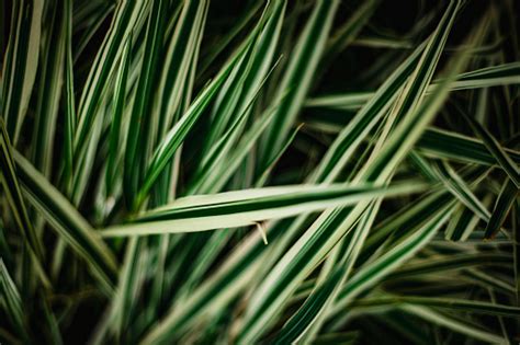 녹색 잎 배경의 클로즈업 자연 보기 고사리는 정글의 어두운 배경에 떠납니다 정원에서 짙은 짙은 녹색 고사리 잎 자연 추상적 배경 열대 우림의 고사리 이국적인 식물 고사리