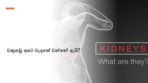 1 වකුගඩු අපට වැදගත් වන්නේ ඇයි Youtube