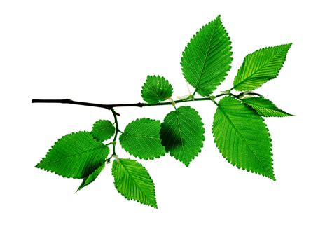 나뭇잎 잎 배경 열대 Pixabay의 무료 이미지 Pixabay