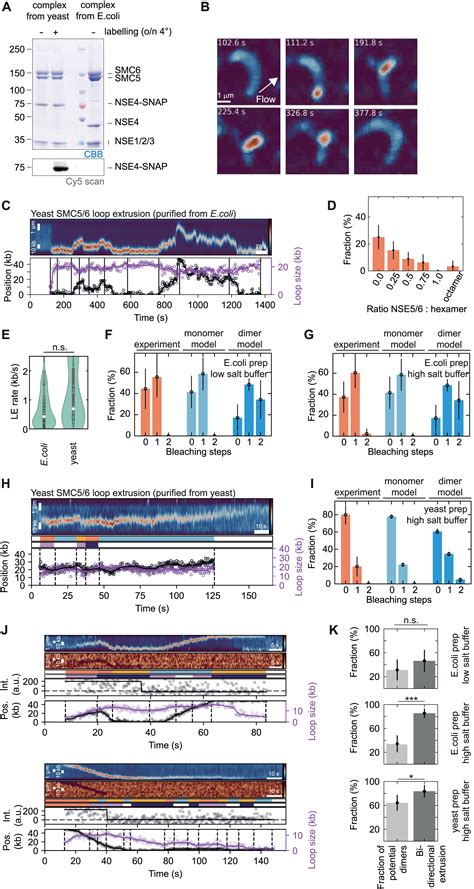 Smc Motor Proteins Extrude Dna Asymmetrically And Can Switch Directions Cell