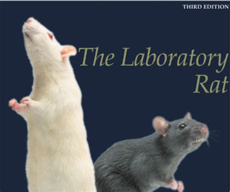 大鼠的给药——静脉注射（通用实验技术） 知乎