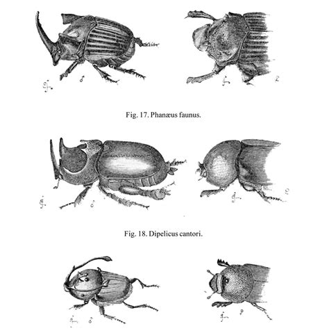Charles Darwin Evolution Natural Selection Theory Britannica