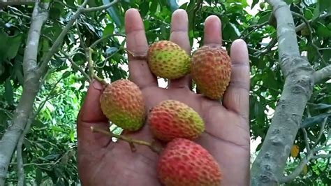 লিচুর সুন্দর রং এসেছে আলহামদুলিল্লাহ 🍓 হাজী এগ্রো ফার্ম Youtube