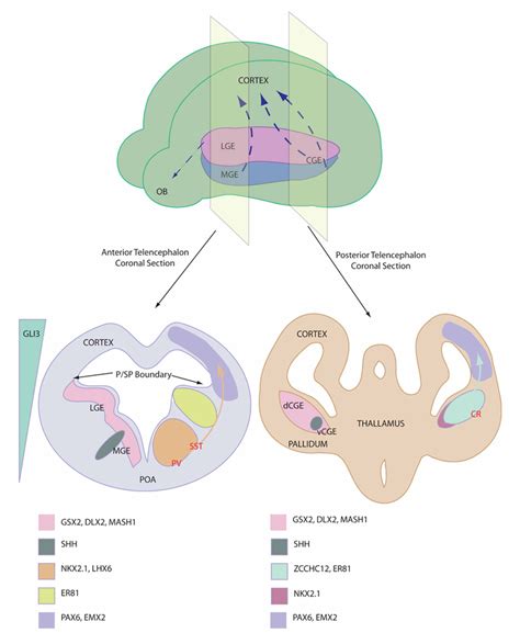 Figure 1 From Cortical Interneurons From Human Pluripotent Stem Cells Prospects For