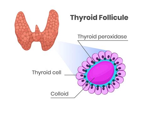 Thyroid Gland Overview JASE Medical