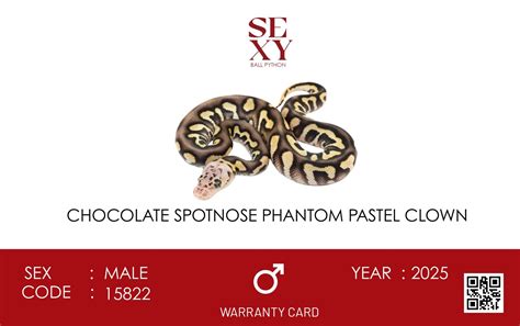 Lifetime Guarantee On Morph And Sex Sexy Ball Python