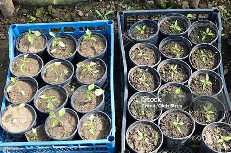 어린 고추 식물의 묘목은 개별 검은 색 플라스틱 화분에 심고 파란색과 검은 색의 두 개의 플라스틱 상자에 넣습니다 갈색 토양에서 작은 녹색 새싹이 솟아오릅니다 0명에 대한