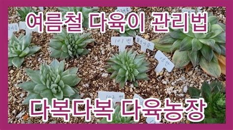 다복다복 다육농장 여름철 다육이 관리법 금다육금다육전문금다육관리남사다육재테크무름병 Youtube