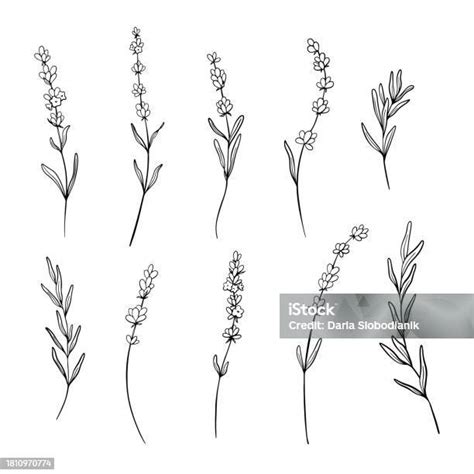 라벤더 꽃 라인 아트 드로잉 세트입니다 손으로 그린 검정 잉크 스케치입니다 문신 청첩장 로고 카드 포장 및 라벨링을 위한 디자인 식물 소박한 유행 Greenery 벡터