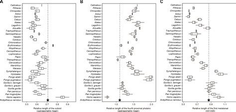 The African Ape Like Foot Of Ardipithecus Ramidus And Its Implications