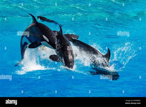 Jumping Orca Whale Pod