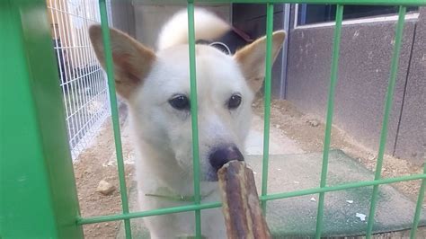 오리 날개 간식을 줬더니 바로 그냥 물고 개 집 안으로 들어가는 공장 진돗개 ㅣ 즐거운 추석 명절 보내시기 바랍니다~ Youtube