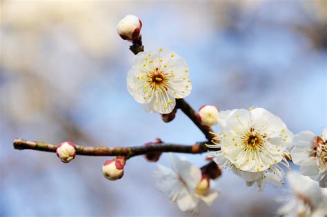 写真素材無料サイトT Photo Share フォトシェア 梅の花