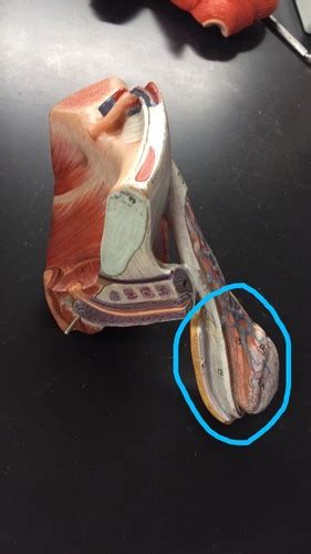 Lab XV Reproductive System Flashcards Quizlet