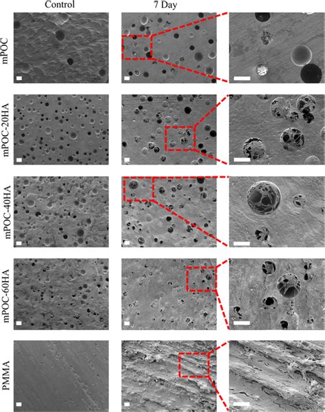 Sem Imaging Of Control No Cell Surfaces And Surfaces After 7 Days Download Scientific Diagram