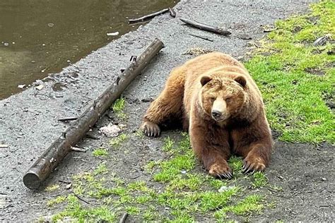 Fortress Of The Bear A Guide To Alaskas Wildlife Sanctuary Alaska