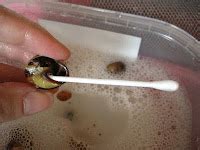 Every Shade Of Green Garden Snail Shells