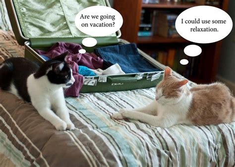 Vacationcat Cats Enjoying A Beach Vacation Vacation Packing Humor