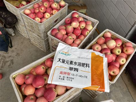苹果种植大户用翠姆水溶肥苹果喜获丰收 行业新闻 烟台拉姆拉进出口有限公司