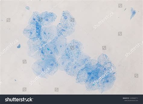 Human Epithelial Cells Light Microscope