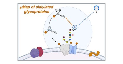 Glycoprotein Glycolipid