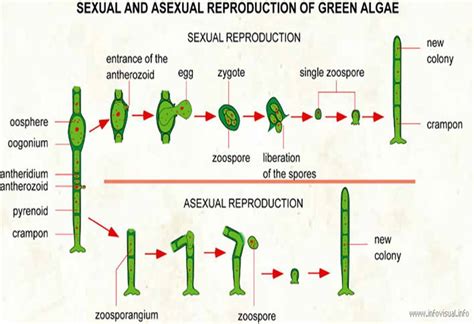 Life Cycle And Cyanobacteria Blue Green Algae Facebook