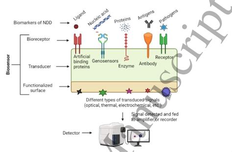 A General Idea About The Composition Of The Biosensor The Main Surface Download Scientific