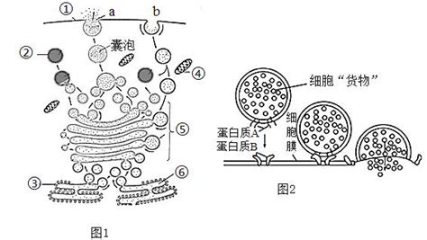 科学家发现了囊泡准确转运物质的调控机制。下图表示细胞的局部亚显微结构和功能模式图，①~⑥表示细胞的结构，a、b表示大分子通过细胞膜的两种方式。请分析回答下列问题。（1）囊百度教育