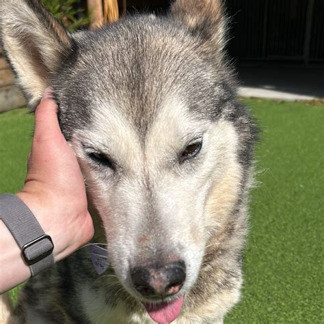 Mia Almost Home Dog Rescue