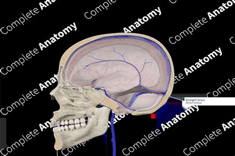 Straight Sinus Complete Anatomy Straight Sinus Complete Anatomy