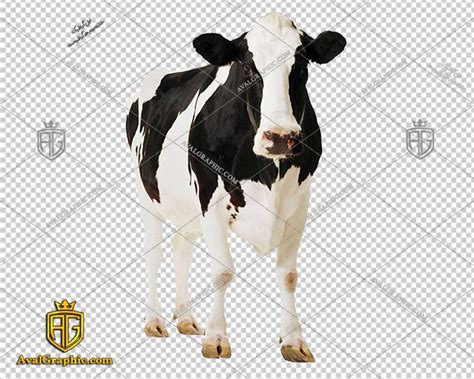 Png گاو نر