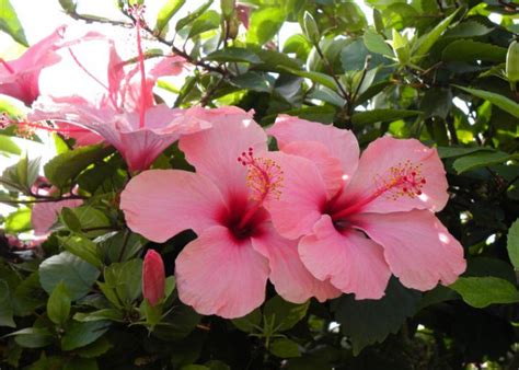 Mengenal Bunga Chamomile Si Kecil Dengan Segudang Manfaat