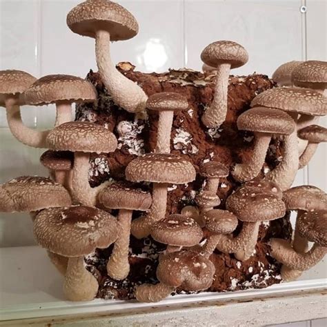 Шиитаке съедобный гриб Родиной этих грибов является Япония и Китай но они активно