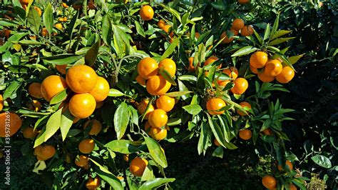 한국 제주도의 대표 과일 귤 스톡 사진 Adobe Stock