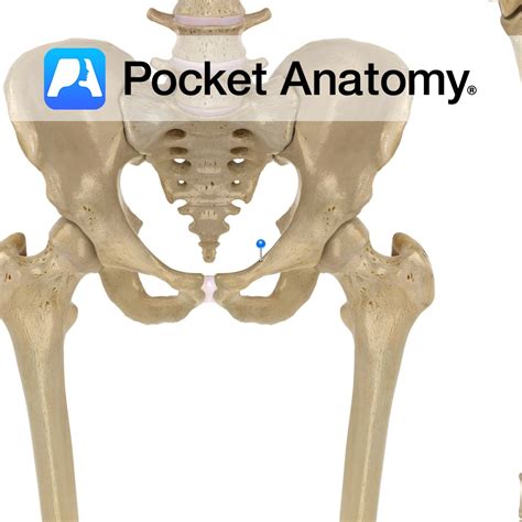 Pectinate Line Pelvis
