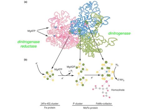 Ppt 10 21 11 Nitrogen Metabolism 1 Nitrogen Fixation 2 Amino Acid Biosynthesis Powerpoint