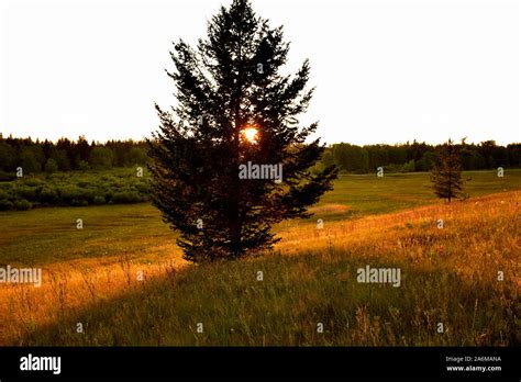 Tree Shadow With Sun Hi Res Stock Photography And Images Alamy