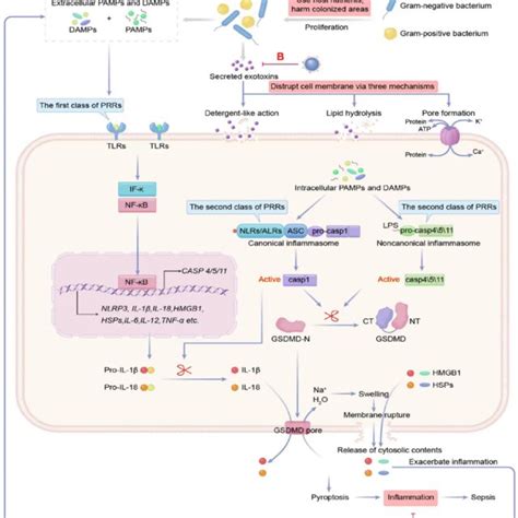 The Pathogenesis Of Bacterial Sepsis Is Caused By Bacteria Toxins And