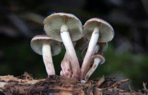 98堂首页 虾米导航
