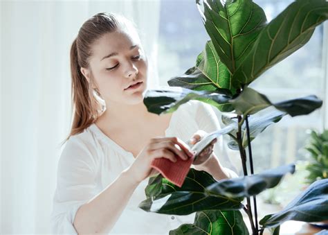 6 Plantas Para Dentro De La Casa Fan Del Agua