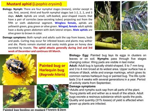 Diseases And Insect Pests Of Mustardpptx