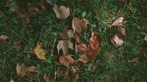 How To Remove A Palm Tree Up Gardening