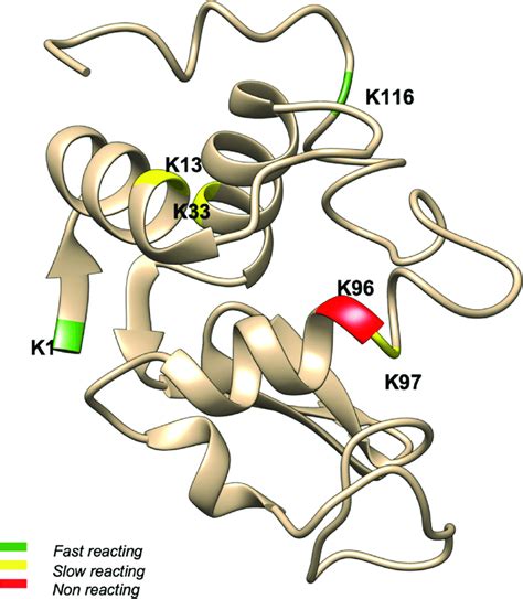 Predicted Reactivities Of Lysozyme Amino Groups With Atrp Initiator Download Scientific