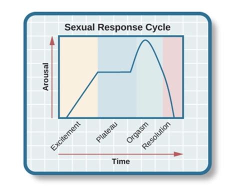 Sexual Response Sex Therapy And Sex Ed Flashcards Quizlet