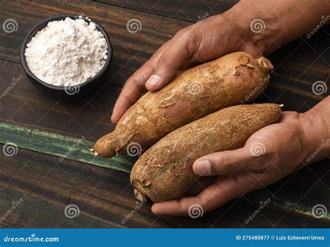 Cassava Farmer Thai Farmers Harvest Cassava In The Countryside Of