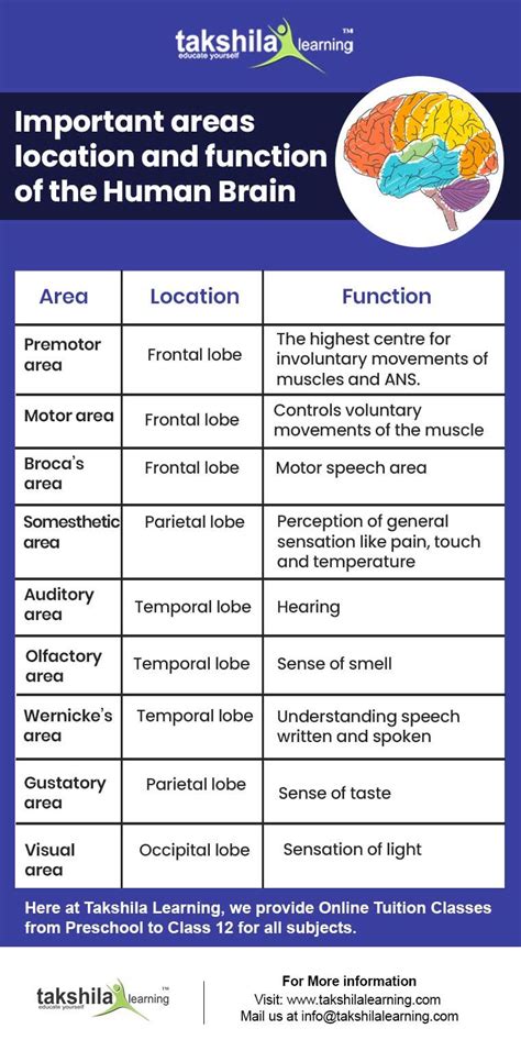 Human Brain What Is The Structure And Functions Of Human Brain Class