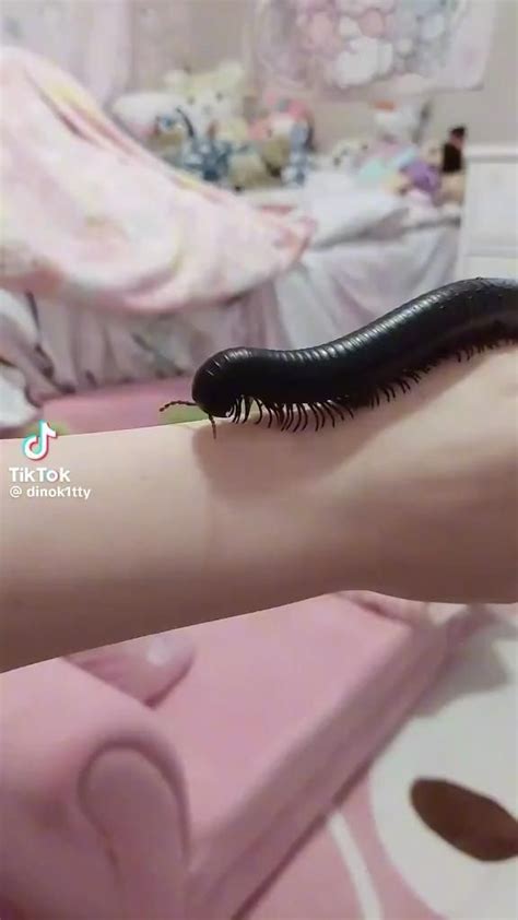 Cutecore [video] Millipede Beautiful Bugs Cool Bugs